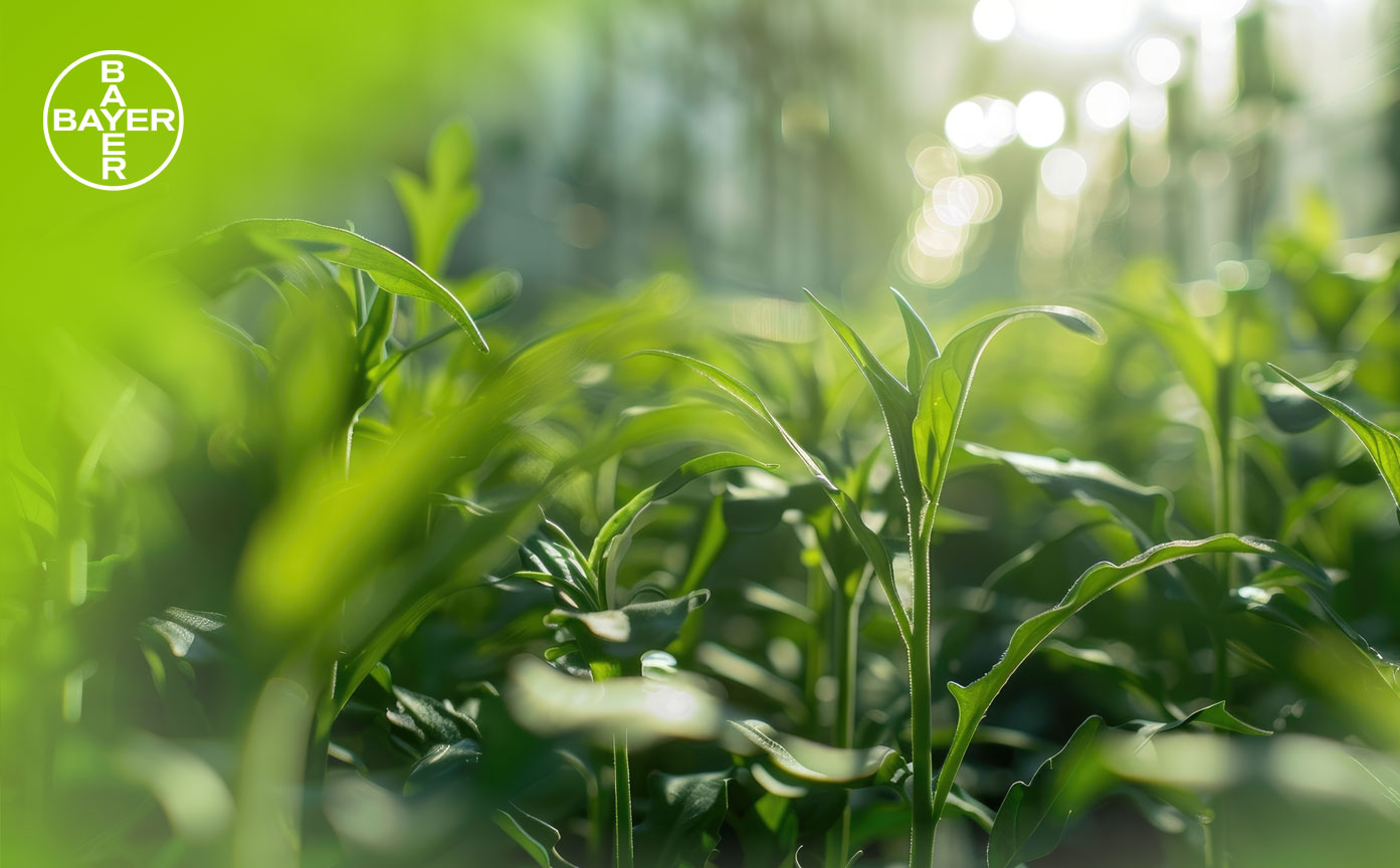 Bayer Crop Science Group Leverages AR for Weather Damage Demonstration ...